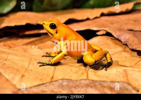 Golden Poison Frog. Species: terribilis,Genus: Phyllobates,Family ...