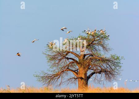 Baobab (also called dead-rat tree (from the appearance of the fruits ...