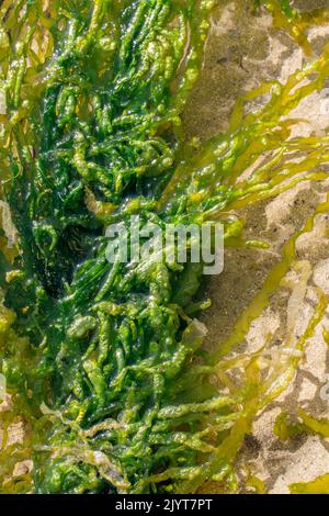 Gutweed (Ulva intestinalis / Enteromorpha intestinalis), sea lettuce ...