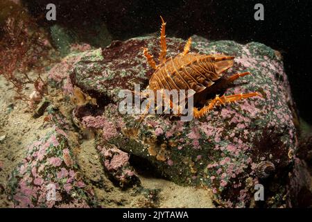 Giant Antarctic isopod Glyptonotus antarcticus Antarctica Antarctic ...