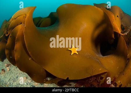 Bull kelp (Durvillaea antarctica) underwater showing holdfast, Dusky ...