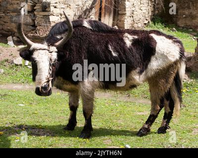 A domesticated Yak domestic animal herbivore owned by ethnic Tibetan ...