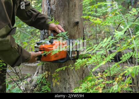 A woodcutter saws a dry tree for firewood with a chainsaw. A man is ...