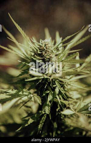 Cannabis or marijuana plantation growing outdoors under a ble sky in a ...