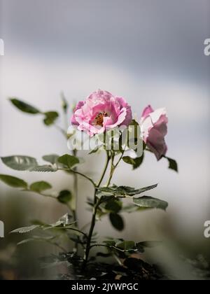 Pink rose with dew drops Stock Photo - Alamy