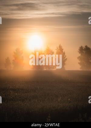 wheat field with Sun shining through Stock Photo - Alamy