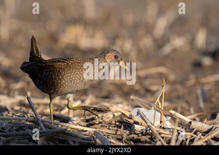 Spotted Crake - Porzana porzana - at the wetland, Marche, Italy Stock ...