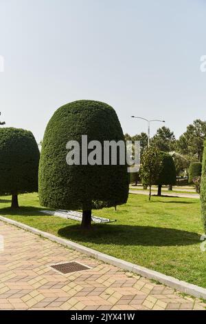 Alley of geometrically trimmed trees in the park in Batumi, Georgia ...