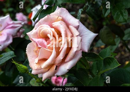 Flowers of ‘Sunset Celebration’ Rose Stock Photo - Alamy