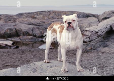 English Bulldog standing on a rock fall foliage in background Stock ...