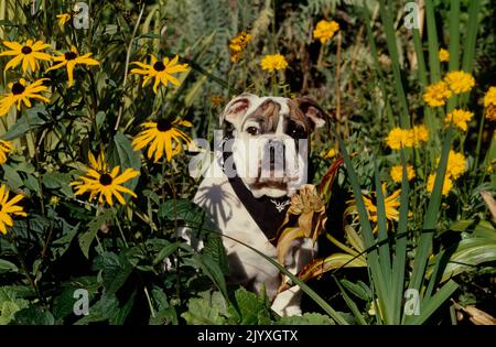 English Bulldog in flower bush Stock Photo - Alamy