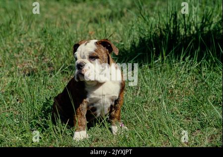 English Bulldog puppy in tall grass looking ahead Stock Photo - Alamy