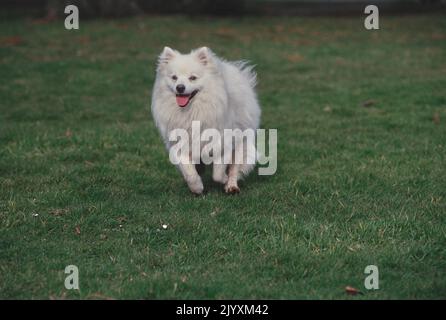 American Eskimo running in grass field Stock Photo - Alamy