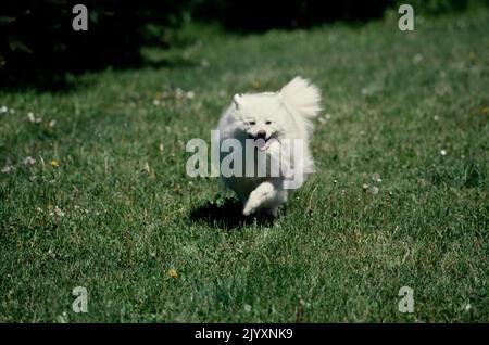 American Eskimo running in grass field Stock Photo - Alamy