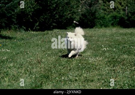 American Eskimo running in field Stock Photo - Alamy