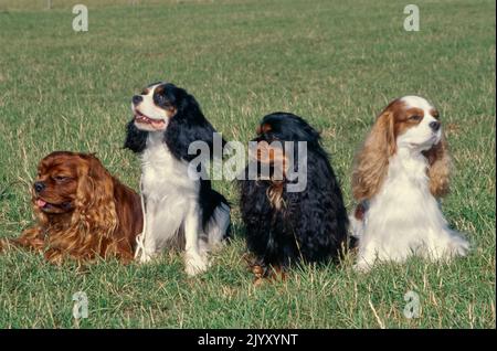 King Charles Spaniels in grass field Stock Photo - Alamy