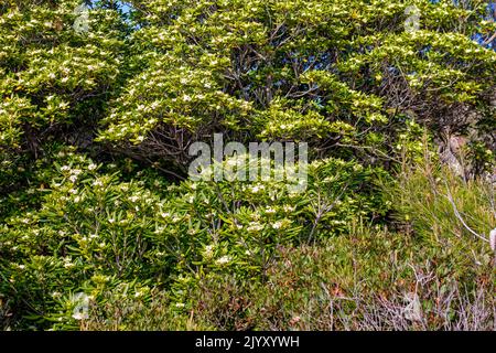 Pittosporum tobira several common names, including Australian laurel ...