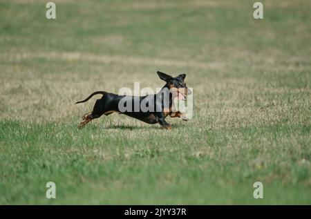 Dachshund running in grass Stock Photo - Alamy