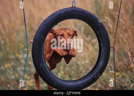 Vizsla dog jumping through a tire Stock Photo - Alamy