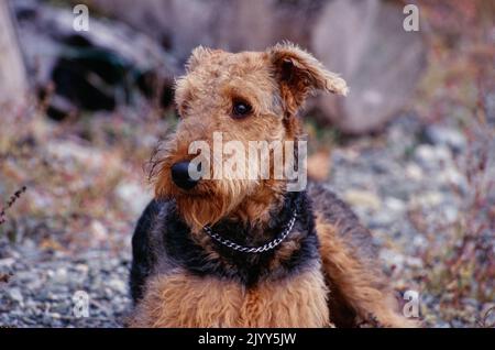 Closeup on face of Airedale Terrier Stock Photo - Alamy