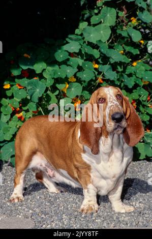 Basset Hound with front paws on strip of concrete outside Stock Photo ...