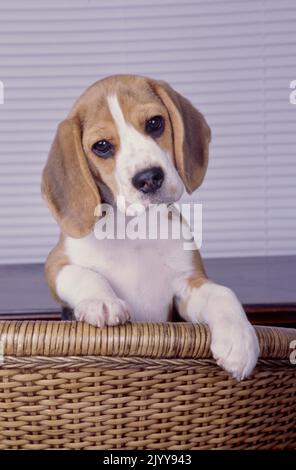 Beagle with paws up on the back of a chair. Vineyards and mountains in ...