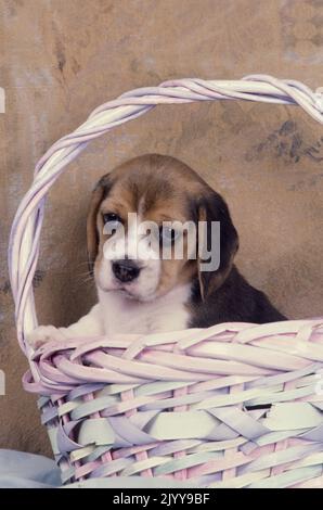 Beagle puppy sitting in pastel woven basket Stock Photo - Alamy