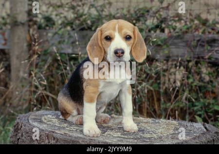 Beagle sitting on tree stump Stock Photo - Alamy