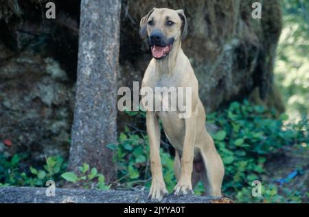 Rhodesian Ridgeback outside in forest Stock Photo - Alamy
