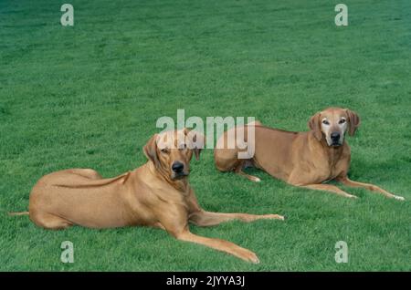 Two Rhodesian Ridgebacks laying in grass outside Stock Photo - Alamy