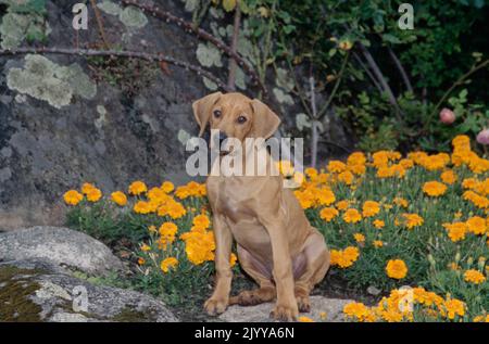 Young Rhodesian Ridgeback sitting in flower garden Stock Photo - Alamy