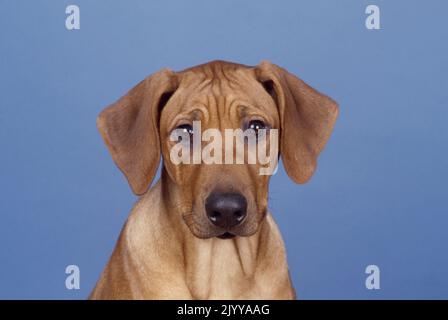 Young Rhodesian Ridgeback in front of blue background Stock Photo - Alamy