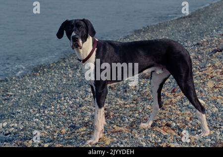 Great Dane in dark red collar on log looking at camera with mouth open ...