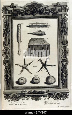 Engraving depicting diagrams of a selection of shells and their anatomy ...