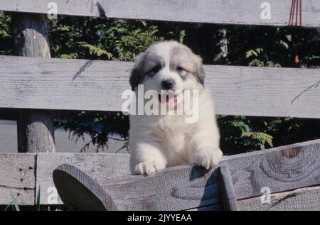 Great Pyrenees puppy on fence Stock Photo - Alamy