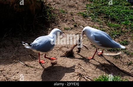 Two Pacific Gulls (Larus pacificus) finds chicken meat in Sydney, New ...