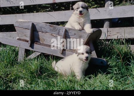 Great Pyrenees puppies in grass Stock Photo - Alamy