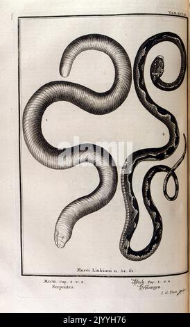 Antique old master engraving of snakes; Musei Linkiani Serpents I ...