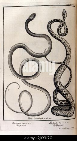 Antique old master engraving of snakes; Musei Linkiani Serpents I ...
