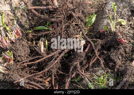 Uprooted weeds in the field, large weeds with large roots during ...