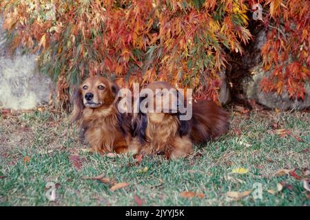 Dachshunds in grass by tree Stock Photo - Alamy