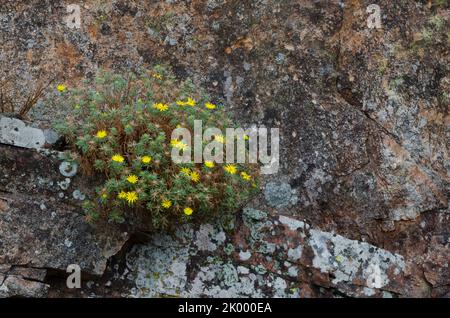 Lichen Covered Rocks, Acarospora contigua (yellow), Xanthoparmelia sp ...