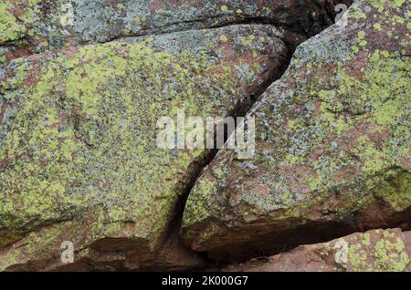 Lichen Covered Rocks, Acarospora contigua (yellow), Xanthoparmelia sp ...