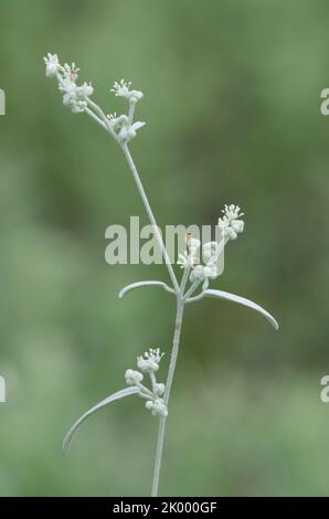 Texas Croton, Croton texensis Stock Photo - Alamy