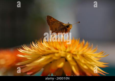 A Peck's Skipper is collecting nectar from a Helichrysum bracteatum ...