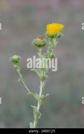 Spanish Gold, Grindelia ciliata Stock Photo - Alamy