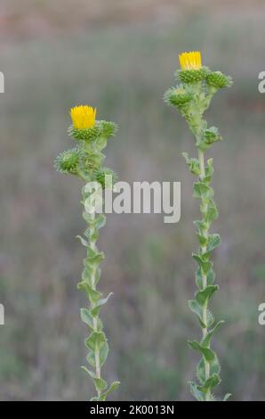 Spanish Gold, Grindelia ciliata Stock Photo - Alamy