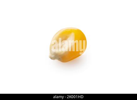 One dried corn kernel placed on a white background. Corn for popcorn ...