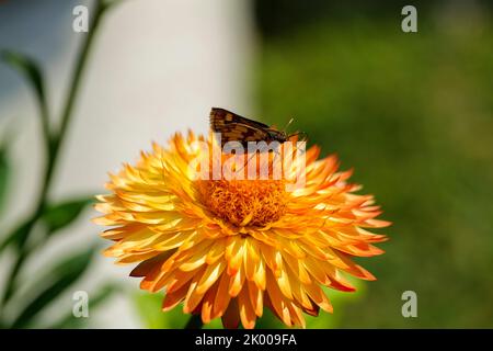 A Peck's Skipper is collecting nectar from a Helichrysum bracteatum ...