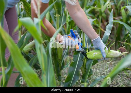 farmer in the field cuts corn with scissors. Hand plucks corn Stock ...
